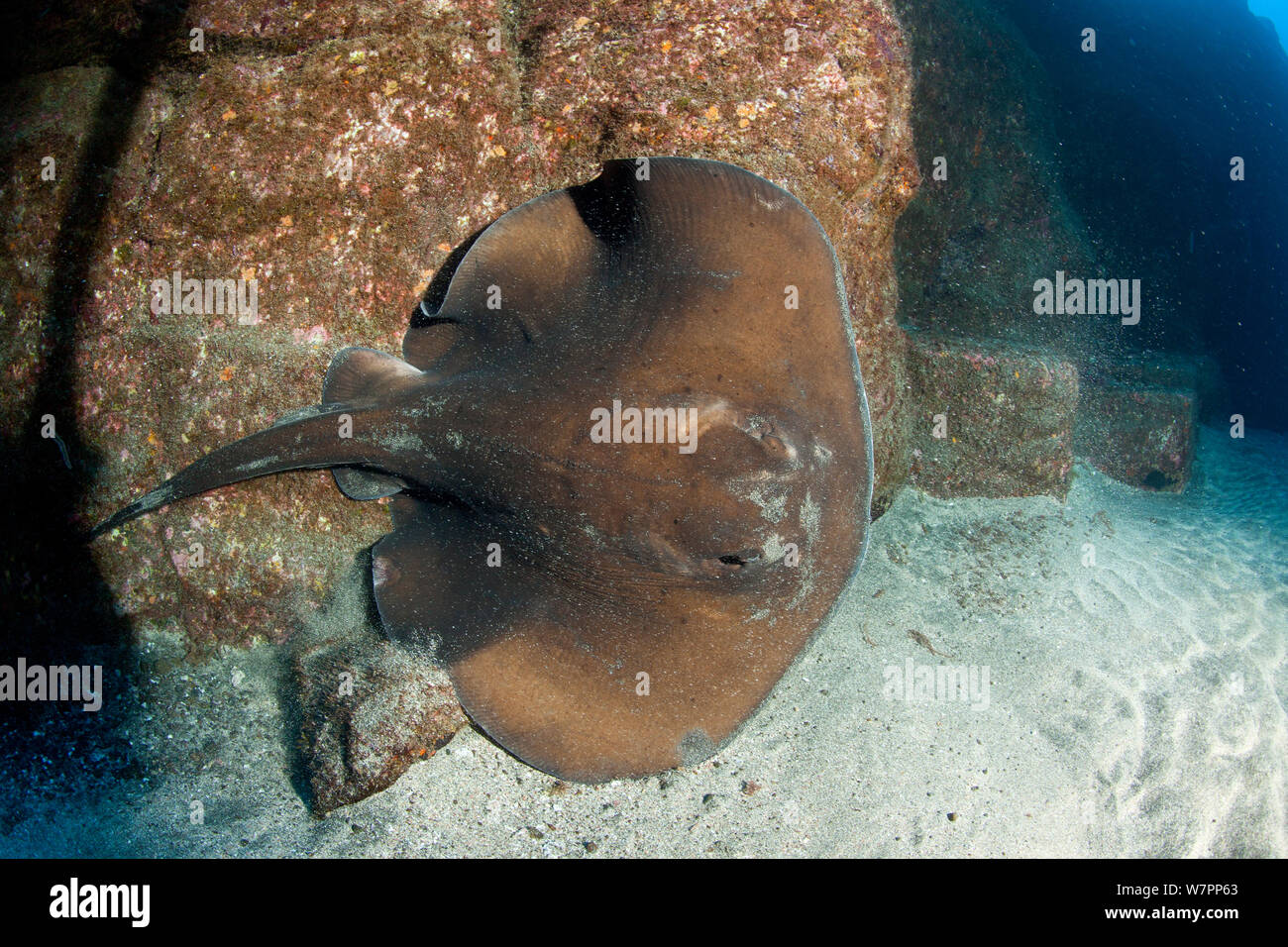 Round Stingray (Taeniura grabata) Pico Island, Azores, Portugal ...