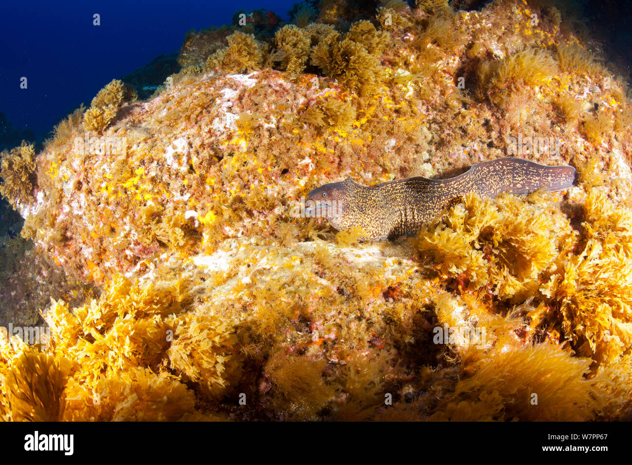 Mediterranean moray (Muraena helena) Princess Alice Bank, Pico Island ...