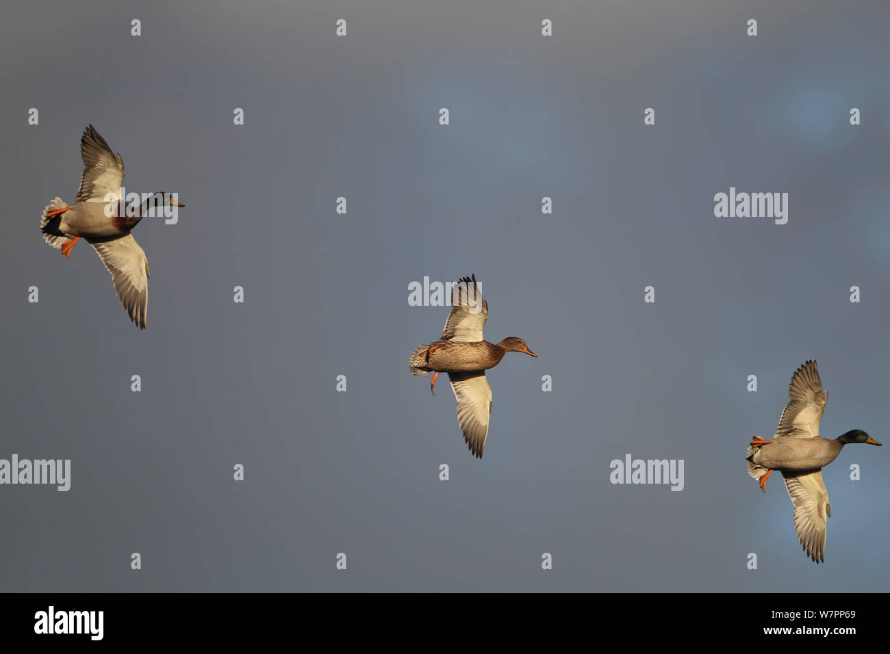 Three Flying Birds High Resolution Stock Photography and Images - Alamy