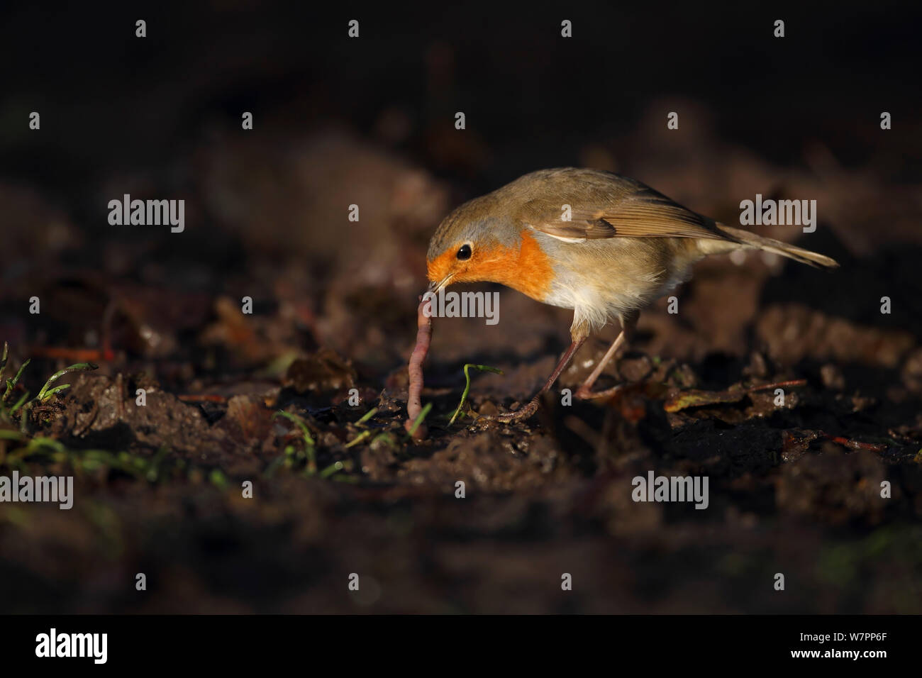 Robin pulling worm hi-res stock photography and images - Alamy