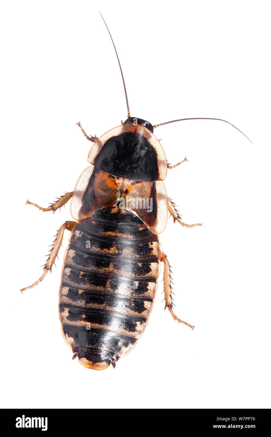 Dubia cockroach Cut Out Stock Images & Pictures - Alamy