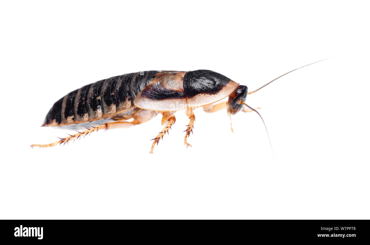 Guyana insects Cut Out Stock Images & Pictures - Alamy