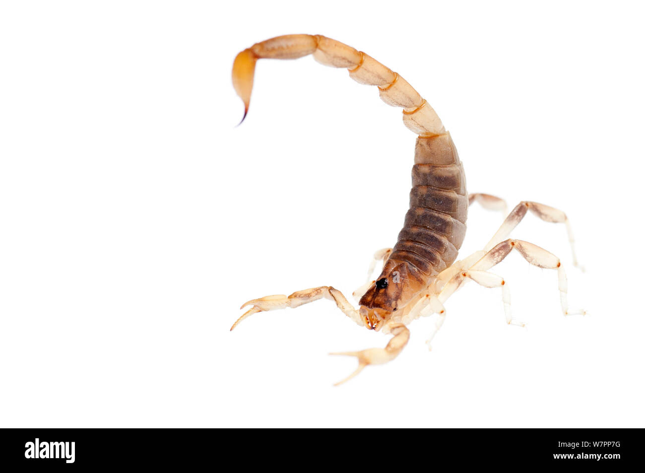 Scorpion attack scorpion hi-res stock photography and images - Alamy