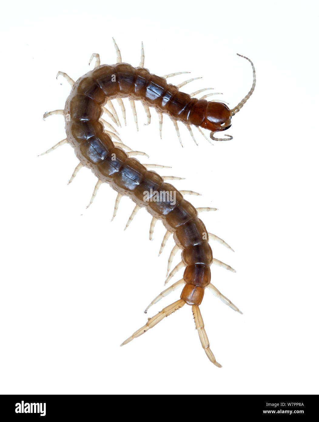 Mediterranean banded centipede (Scolopendra cingulata), Heraklion ...