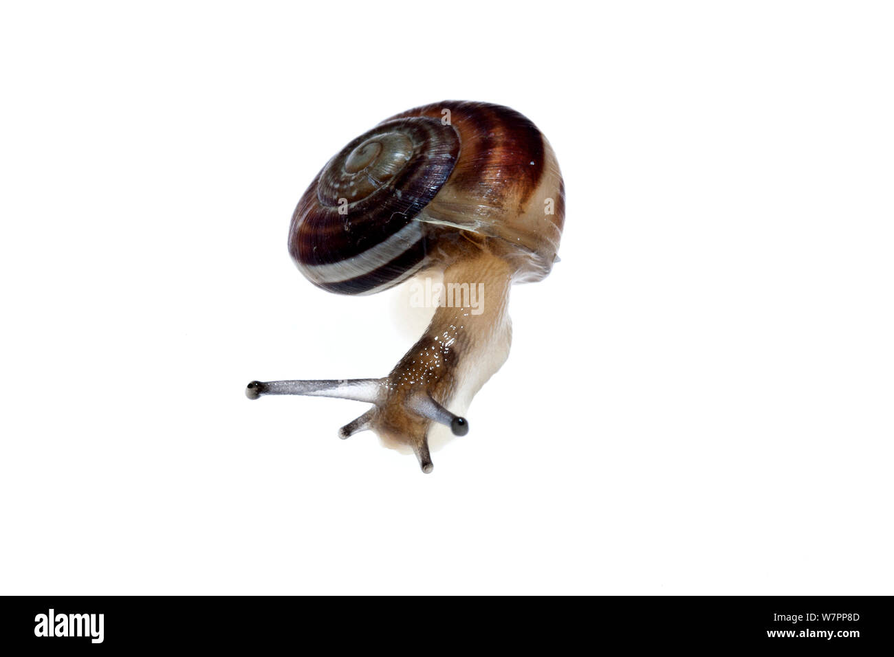 White garden snail (Theba pisana), Heraklion, Crete, Greece ...