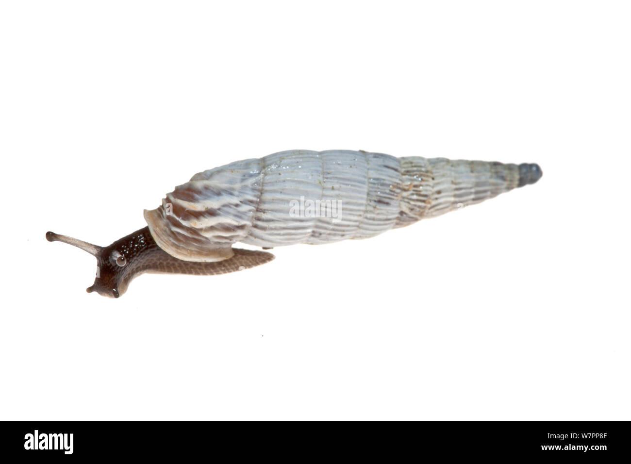 Air breathing snails hi-res stock photography and images - Alamy