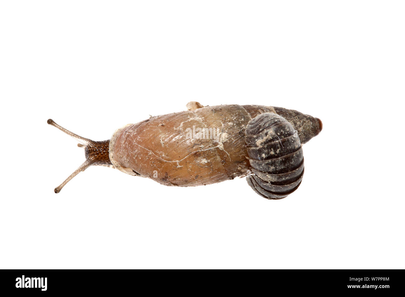 Woodlouse on land snail (Mastus sp.), Heraklion, Crete, Greece ...