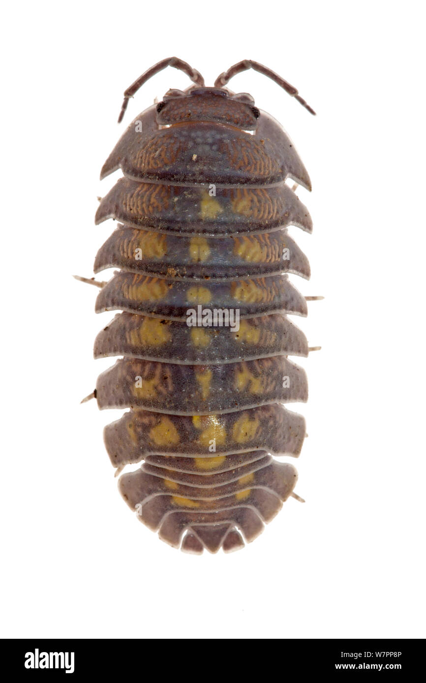 Isopoda