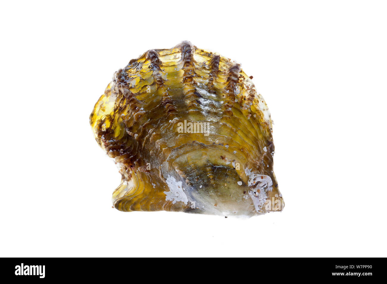 Pinctada imbricata hi-res stock photography and images - Alamy