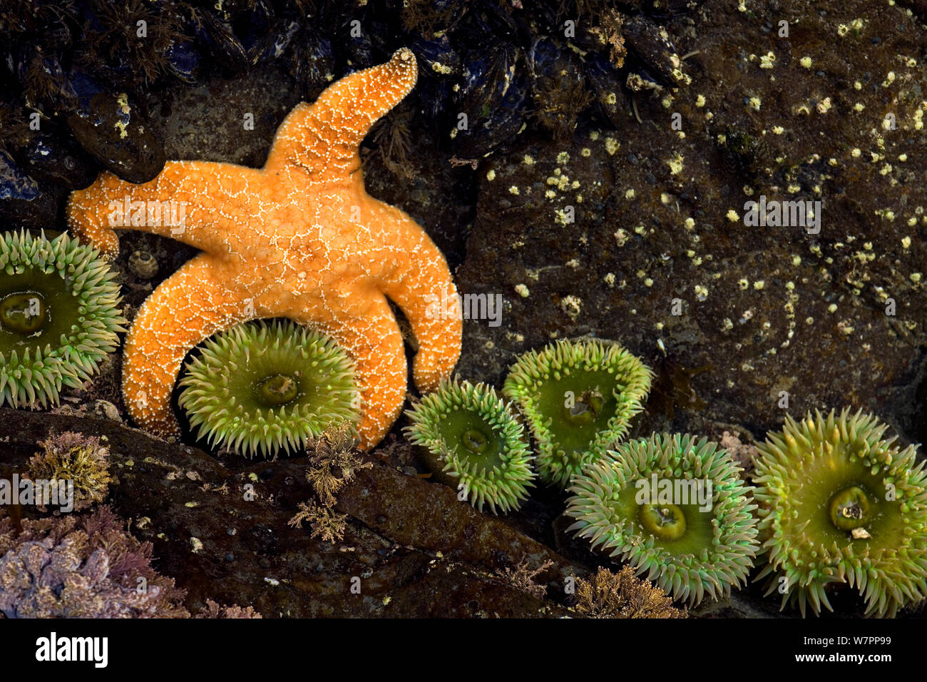 Ochre sea star (Pisaster ochraceus) and sea anemones. Olympic National ...