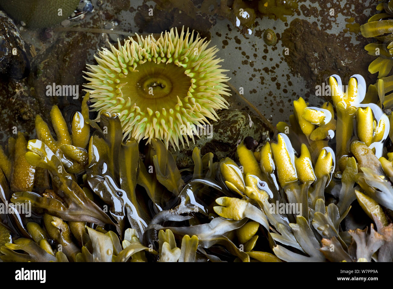 Tide pool with an anemone (Anthopleura xanthogrammica) and Pacific ...