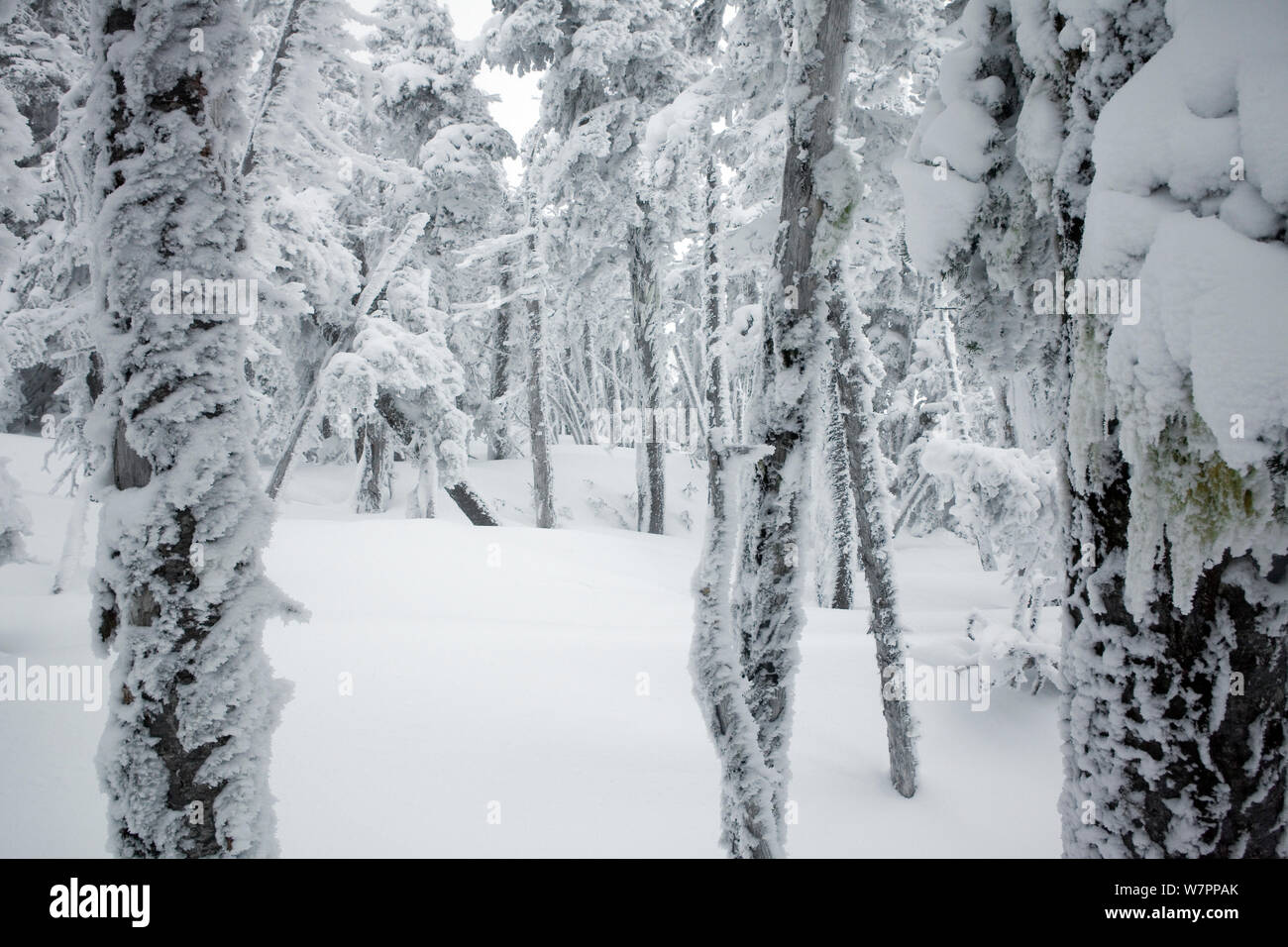 Snow covered trees. Hurricane Ridge in Olympic National Park ...