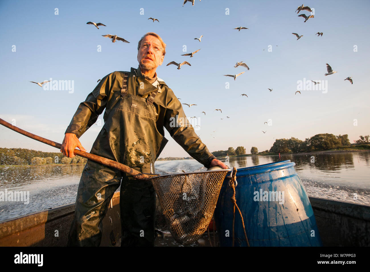 River fisherman in his boat on the river Elbe bringing in the eel catch ...