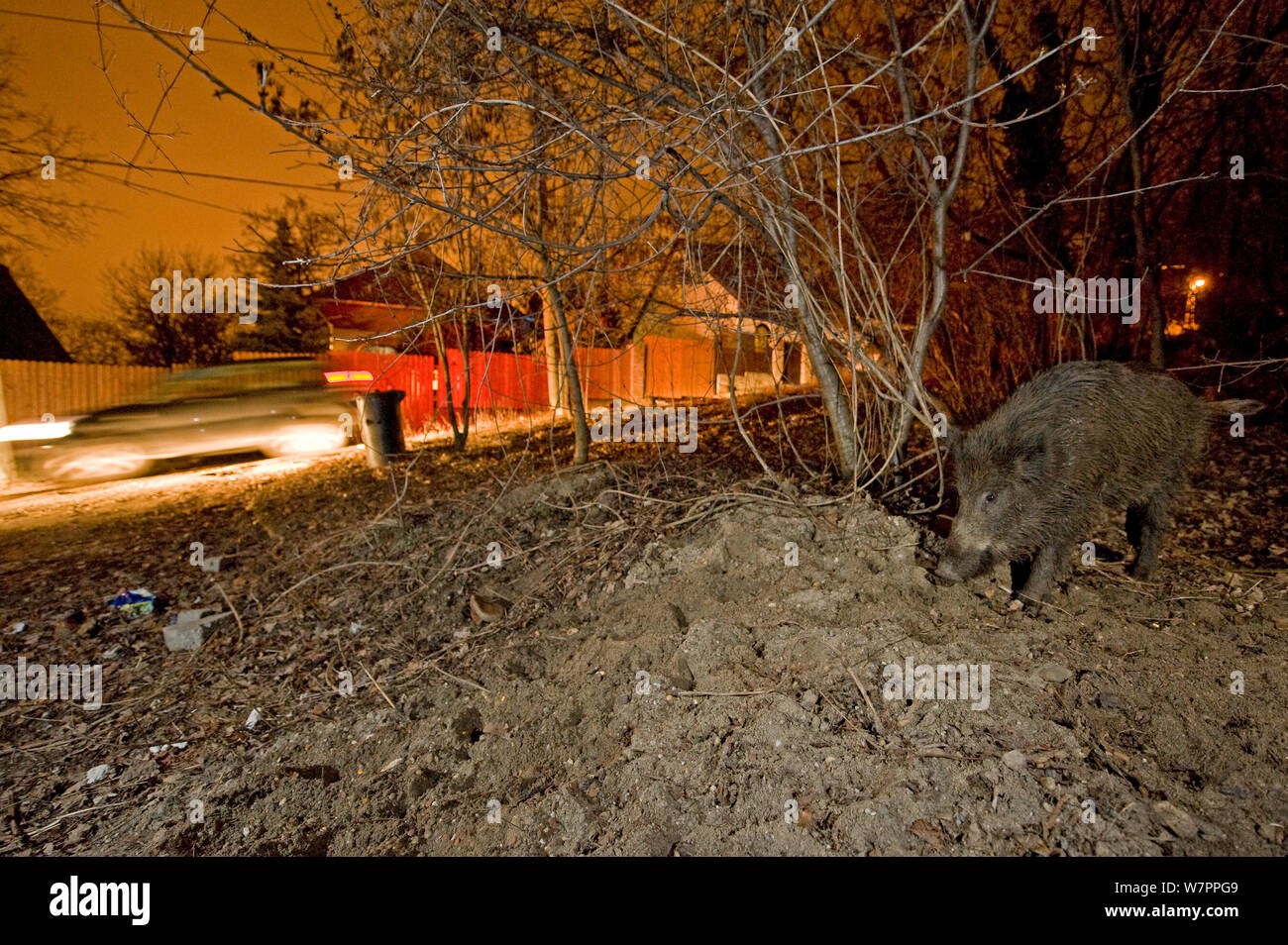 Wild pigs night hi-res stock photography and images - Alamy