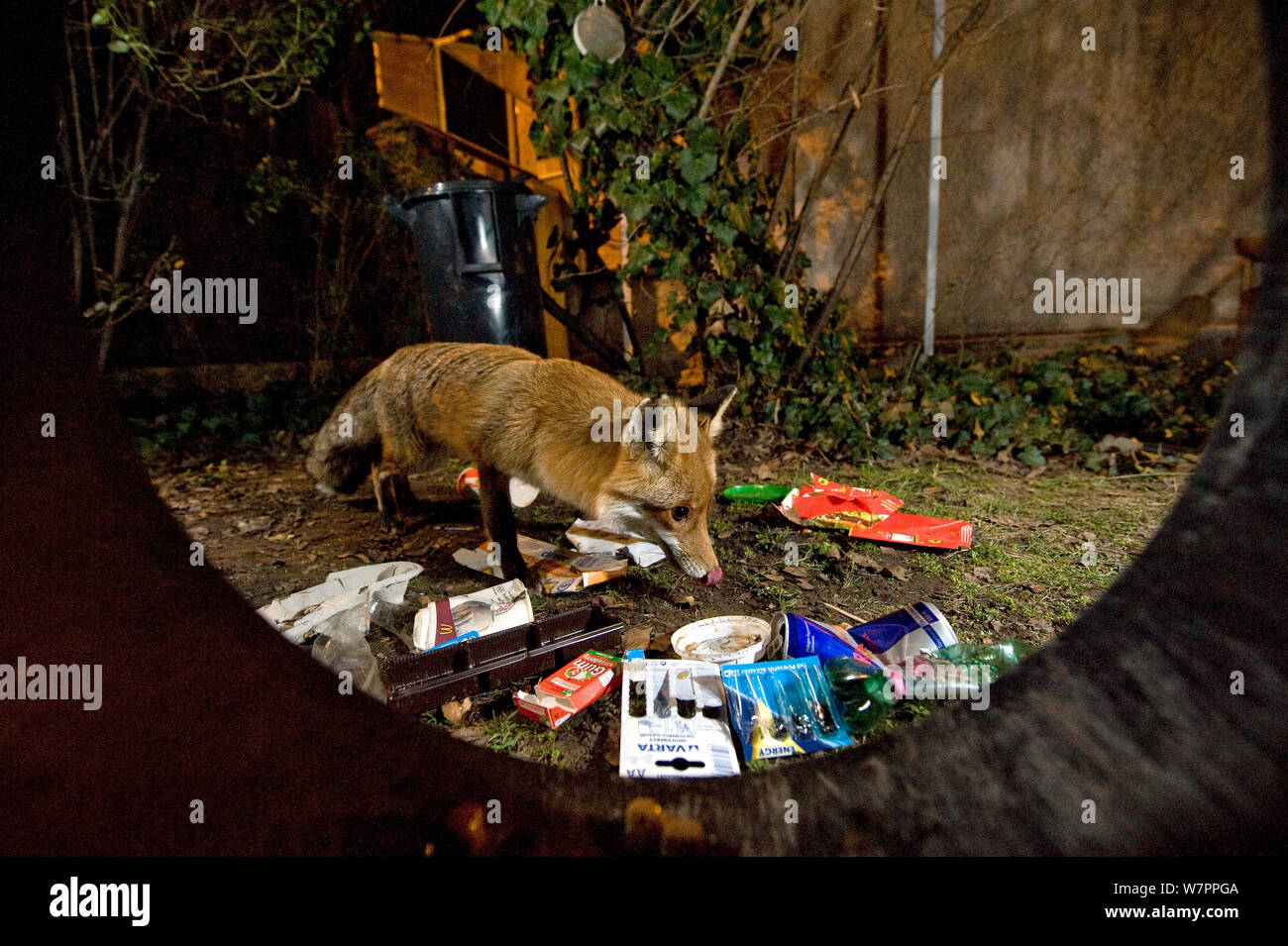 Fox (Vulpes vulpes) foraging in rubbish bins at night, outskirts of ...