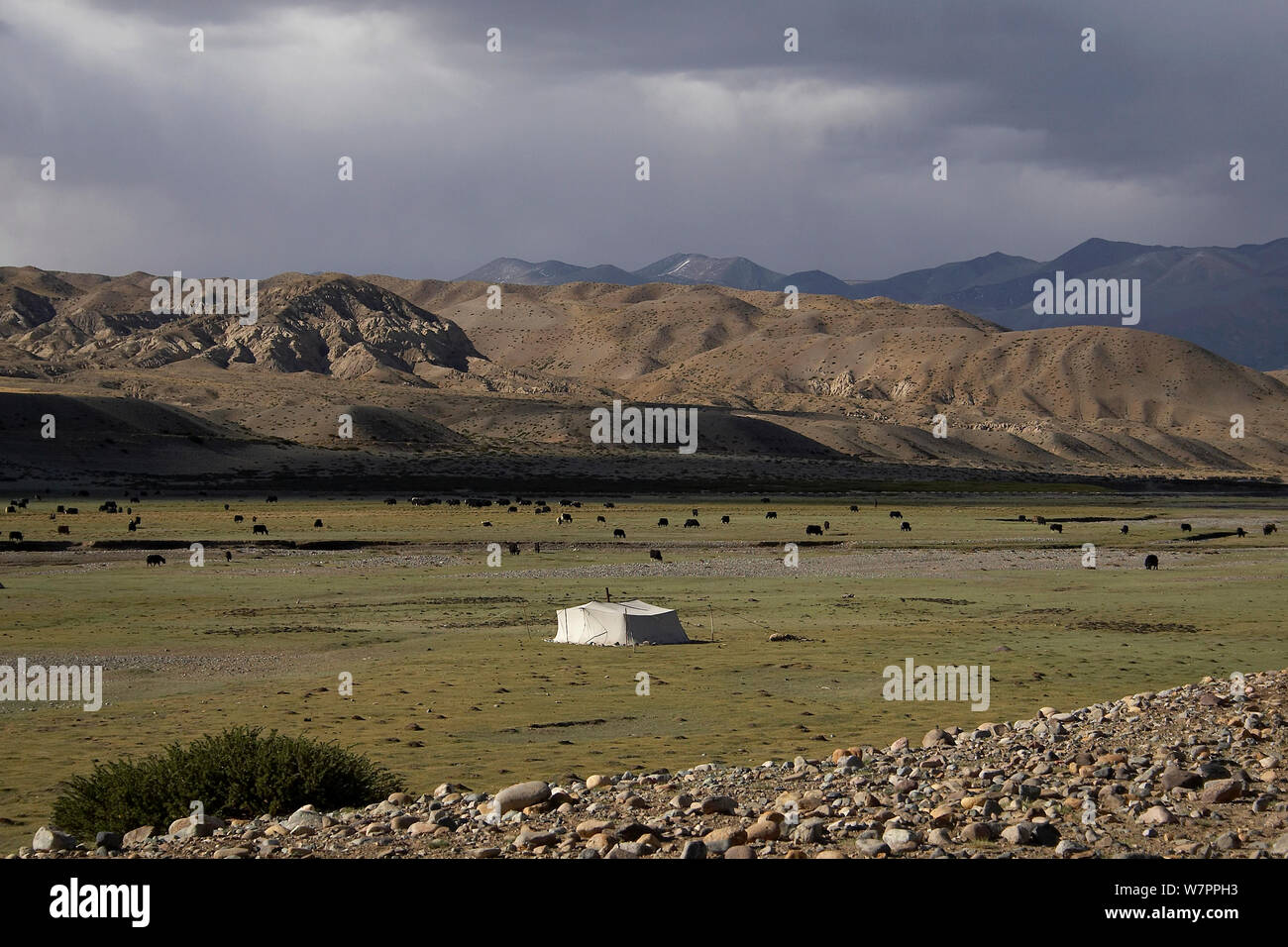 Tibetan Yak herders tent, the nomadic herders are known as Drokpa and ...