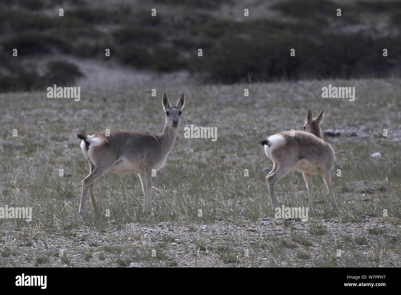 Goa gazelle hi-res stock photography and images - Alamy