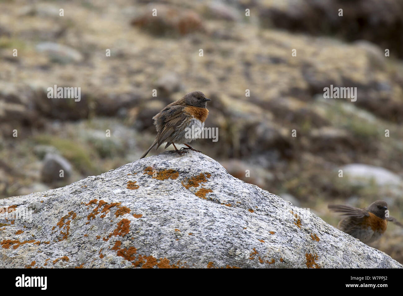 Robin accentor (Prunella rubeculoides) two males displaying on rock ...