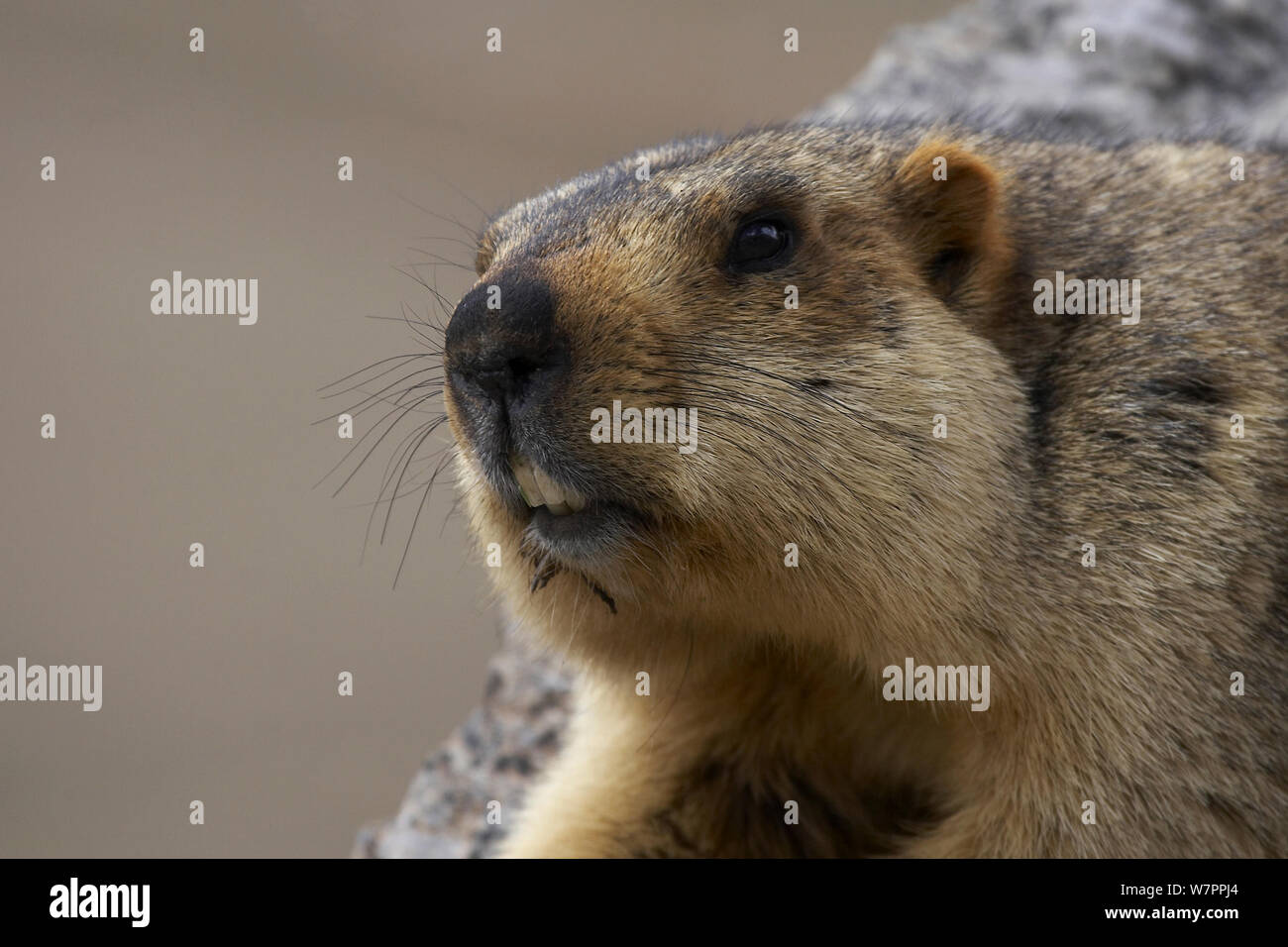 Himalayan marmot (Marmota himalayana) head portrait, Mount Kailash ...