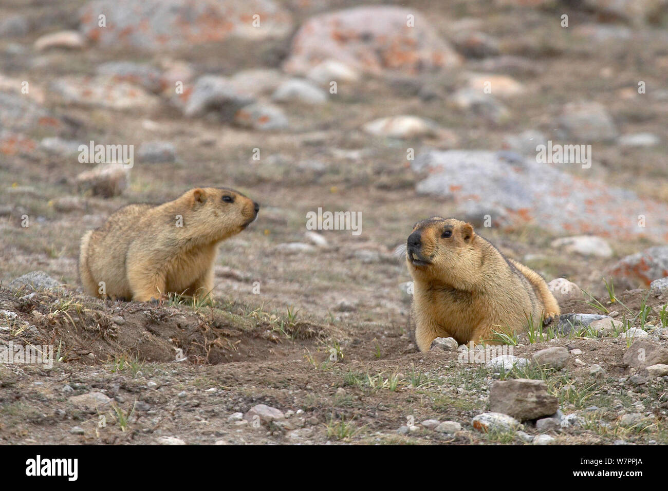 Himalayan marmots (Marmota himalayana) two near burrow entrance, Mount ...