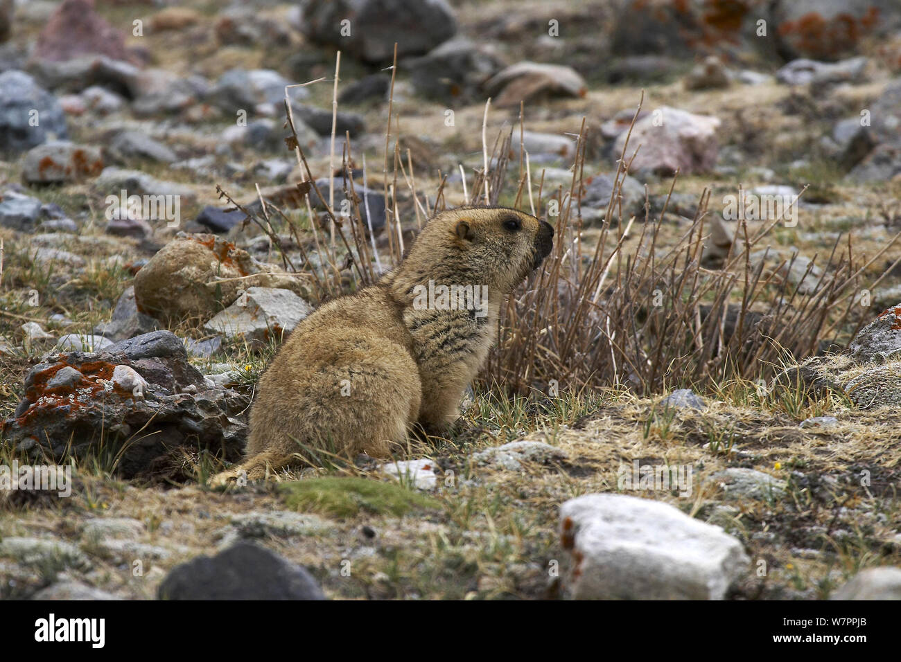 Himalayan marmot (Marmota himalayana) alert profile, Mount Kailash ...