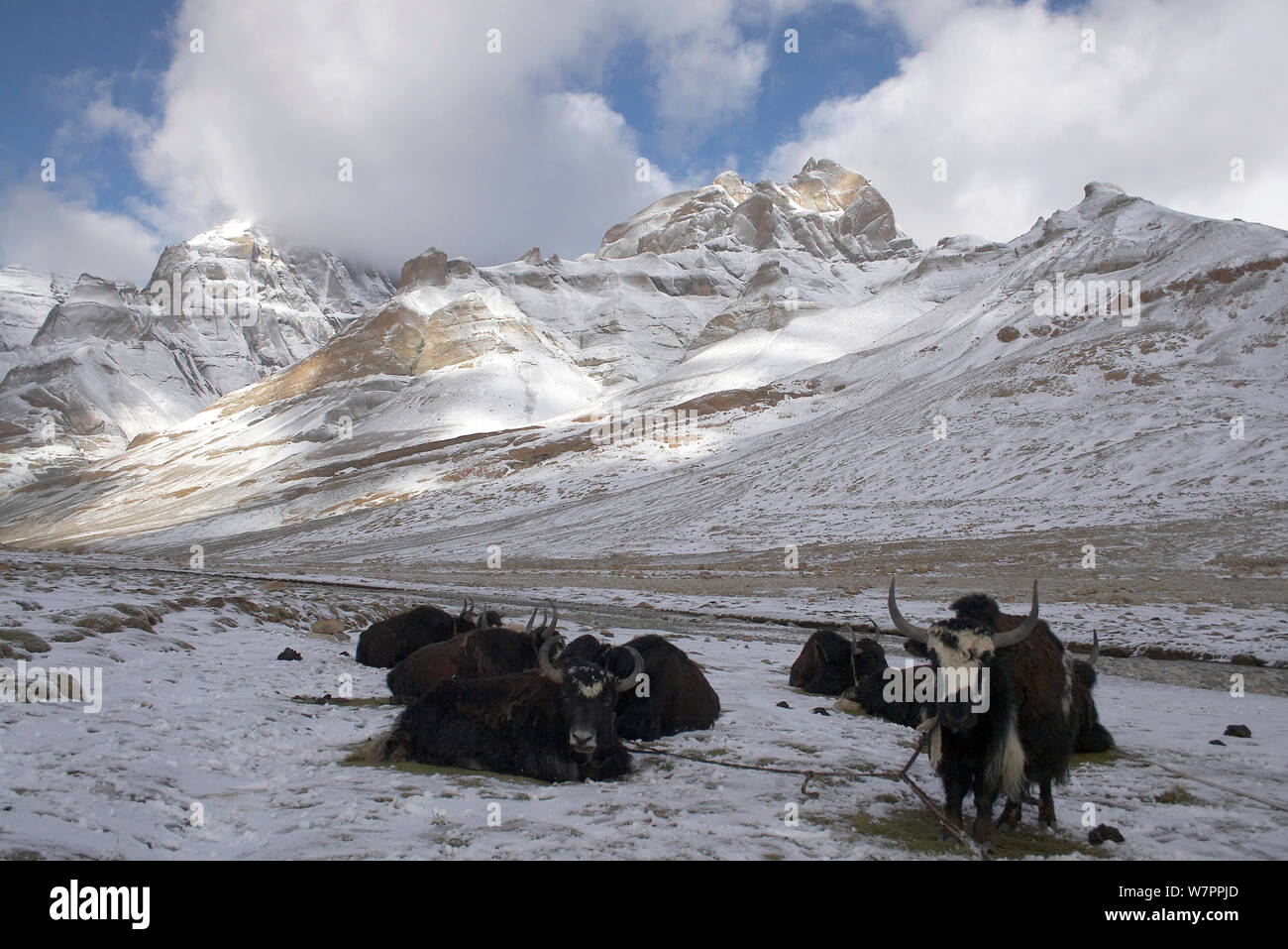 Domestic yak (Bos grunniens) resting by the Lha Chu river and the ...