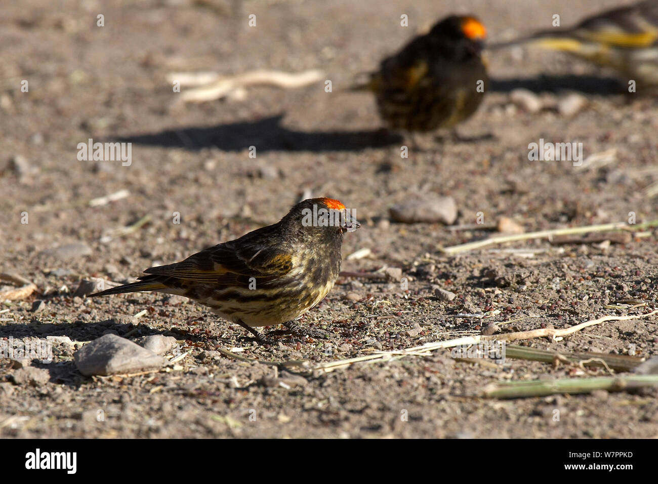 Red / Fire fronted Serin (Serinus pusillus) feeding on the ground ...