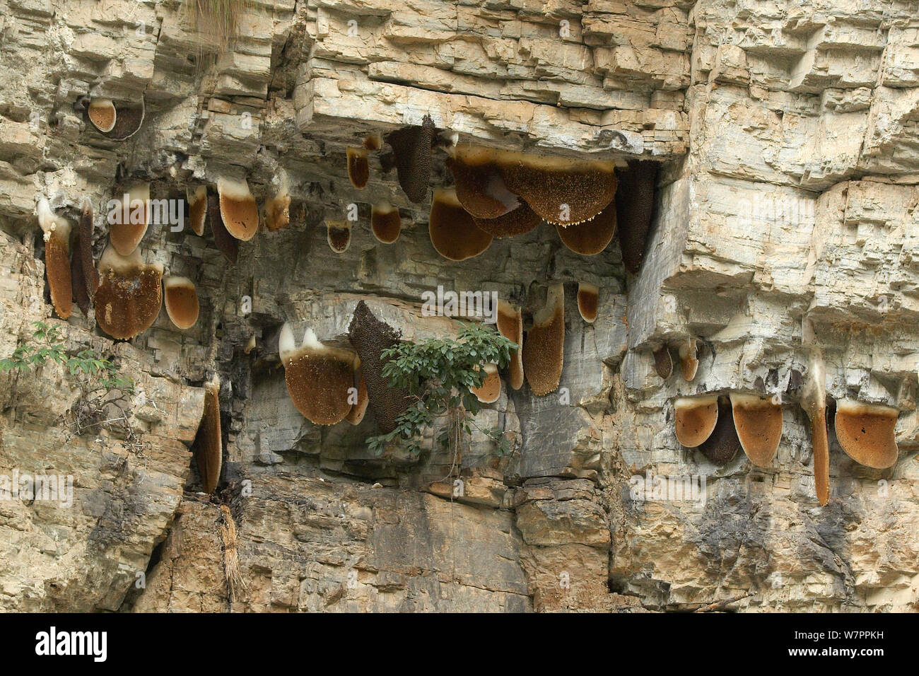 Honeycomb on cliff face by the Araniko Highway. Kodari, Nepal. June ...
