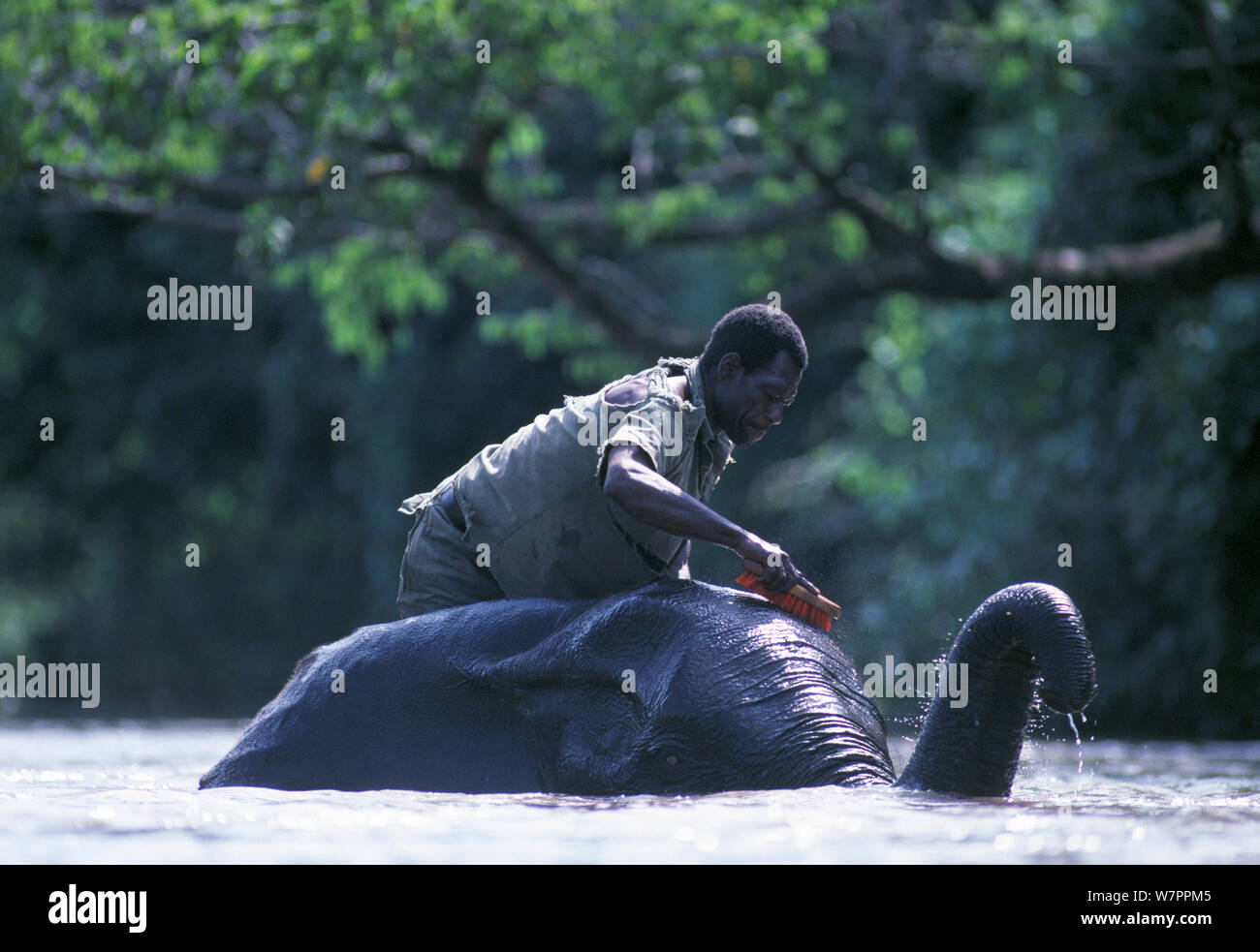 Garamba national park elephant hi-res stock photography and images - Alamy