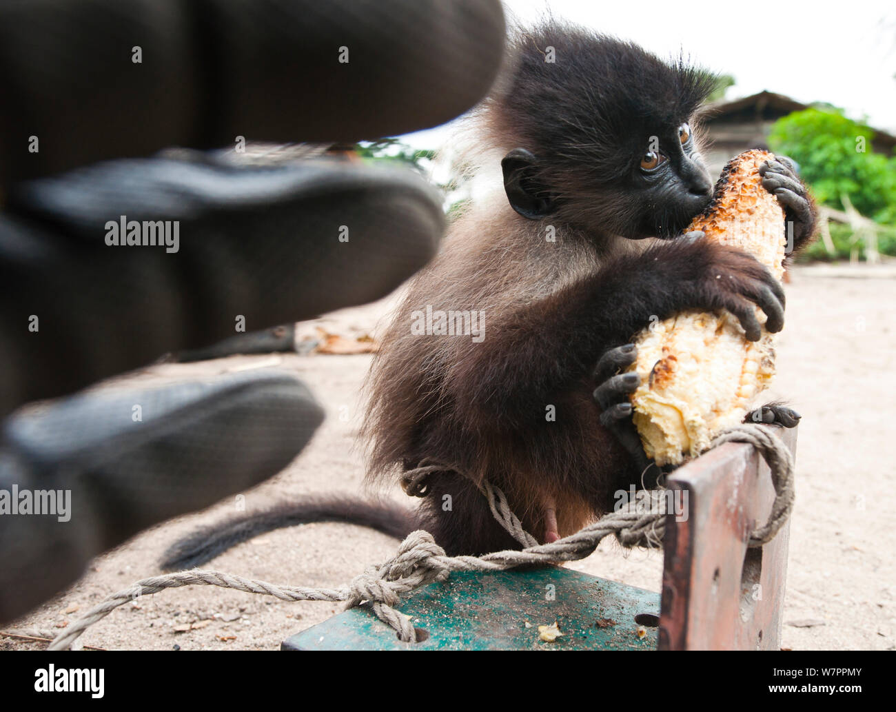 Mangabeys hi-res stock photography and images - Alamy