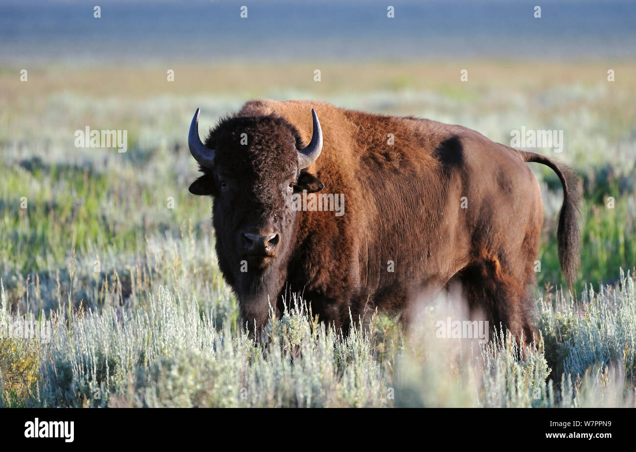 American bison (Bison bison) Antelope Flats, near Jackson, Wyoming, USA ...