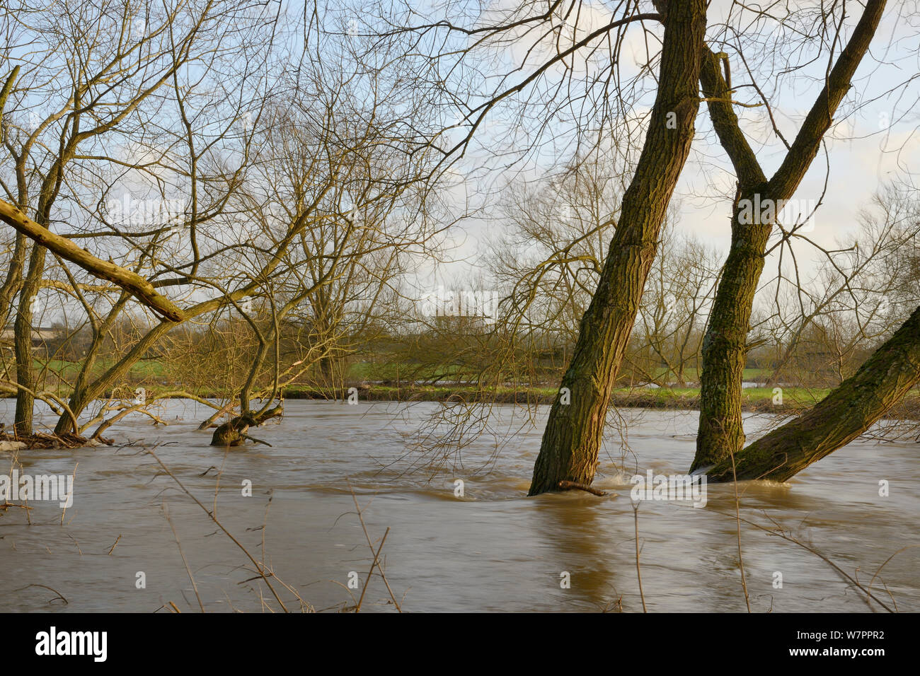 River flooding trees hi-res stock photography and images - Alamy