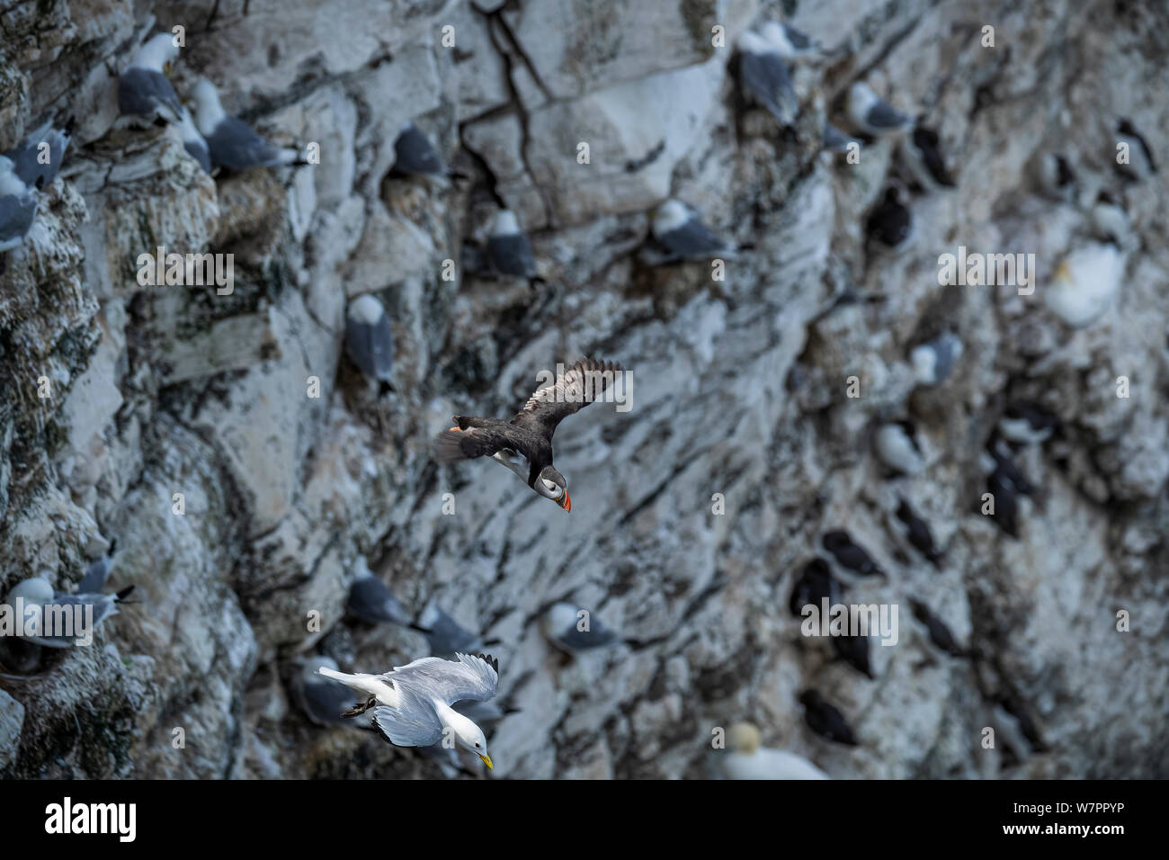 A colourful puffin flies off the cliffs at Bempton Cliffs near ...