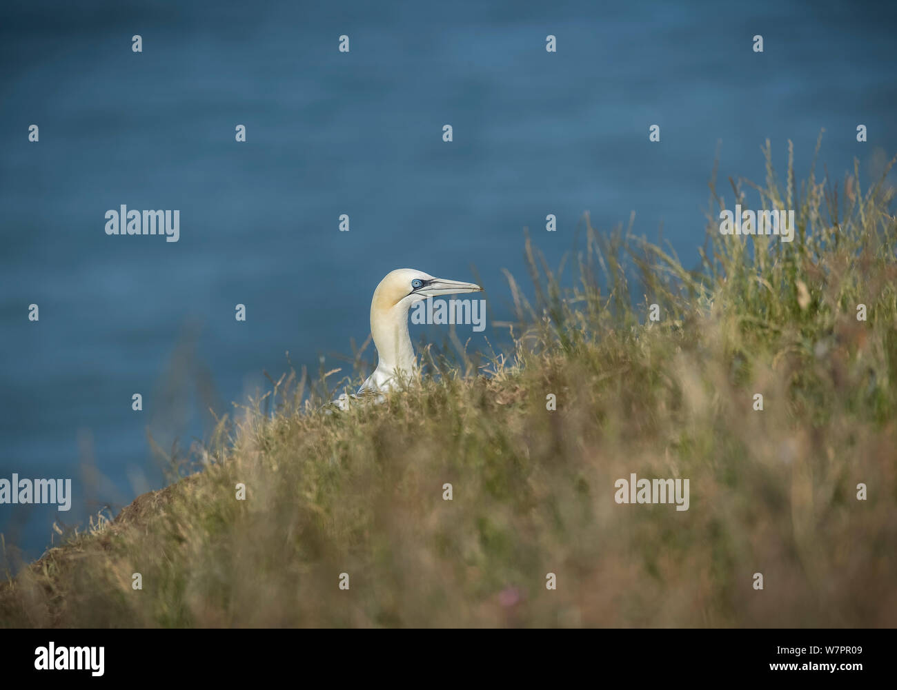 Bird head grass background hi-res stock photography and images - Alamy