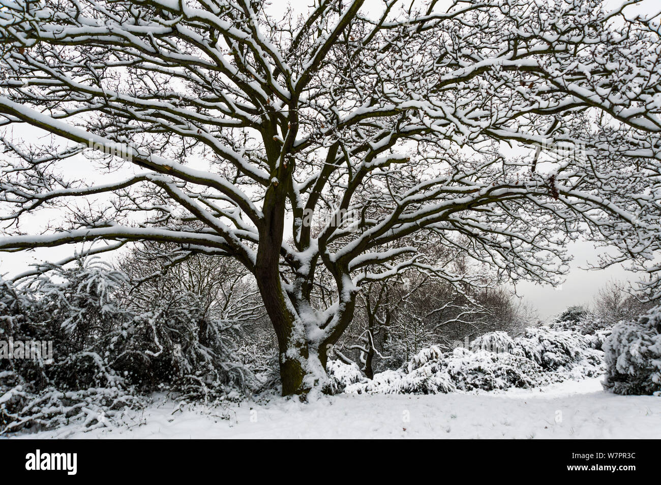 Oak tree (Quercus robur) covered in snow, Epping Forest, London, UK ...