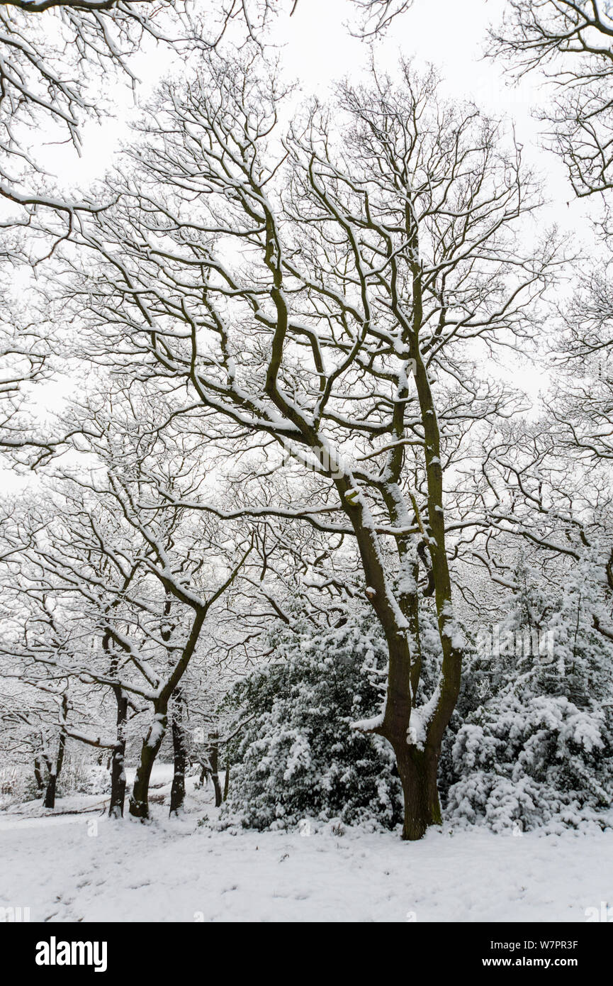 Oak tree (Quercus robur) covered in snow, Epping Forest, London, UK ...