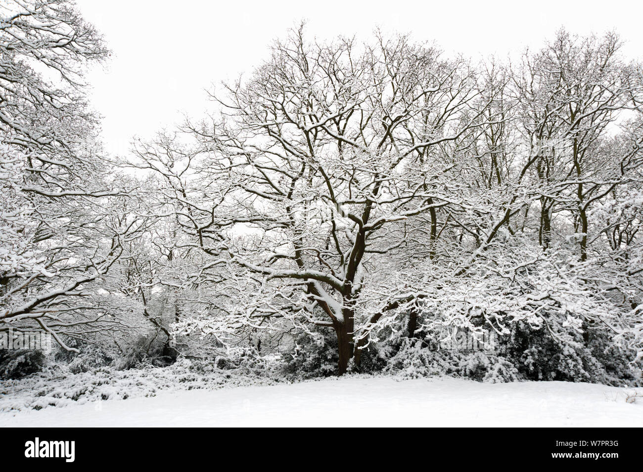 English forests and woodlands hi-res stock photography and images - Alamy