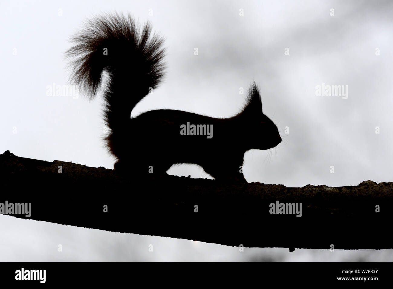 Squirrels Of France High Resolution Stock Photography and Images - Alamy