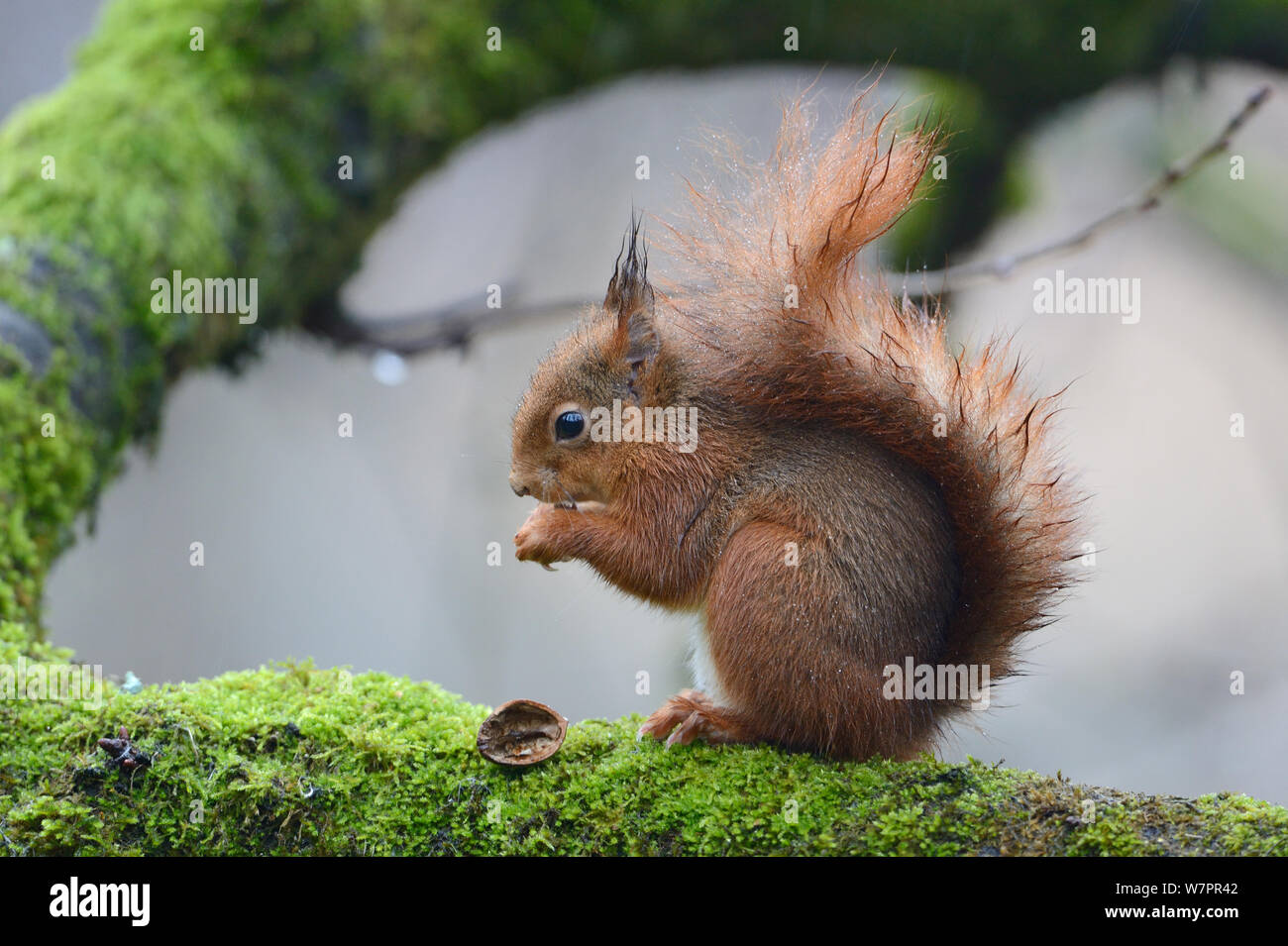 Squirrels Of France High Resolution Stock Photography and Images - Alamy