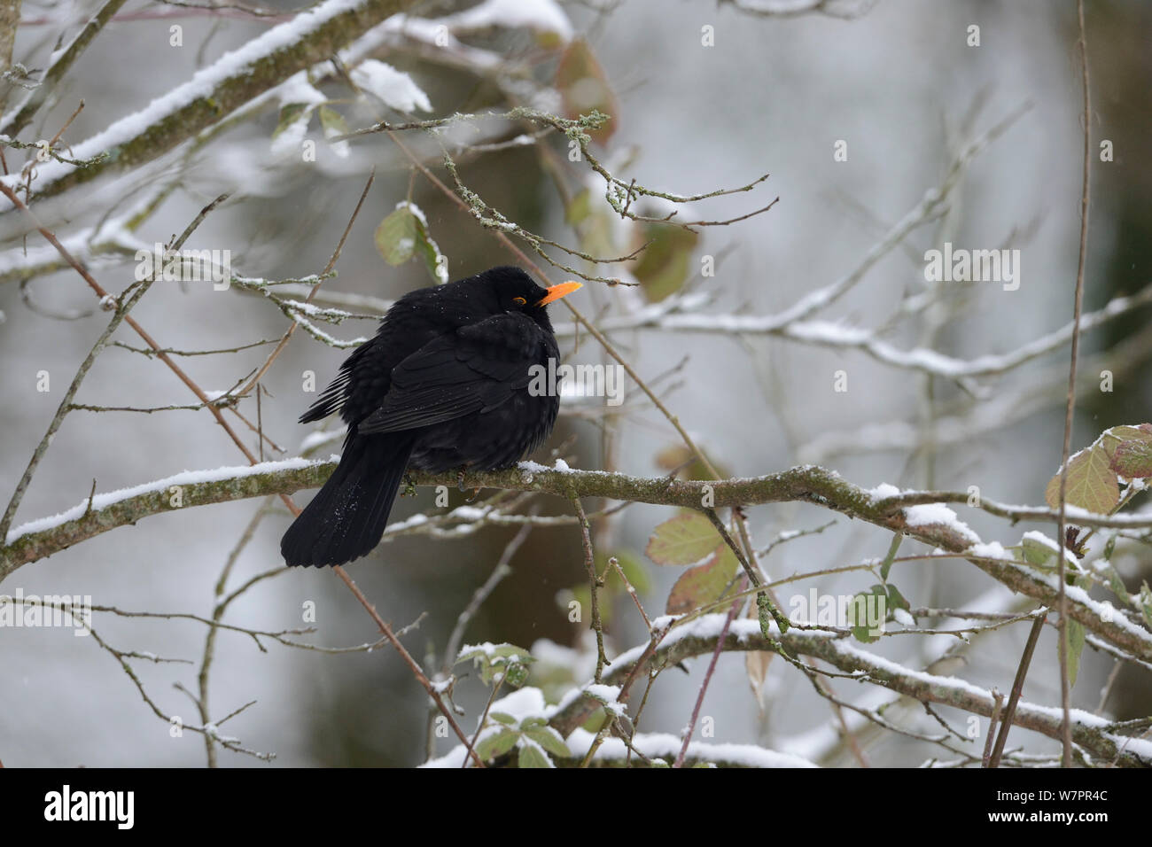 Puffed up hi-res stock photography and images - Alamy