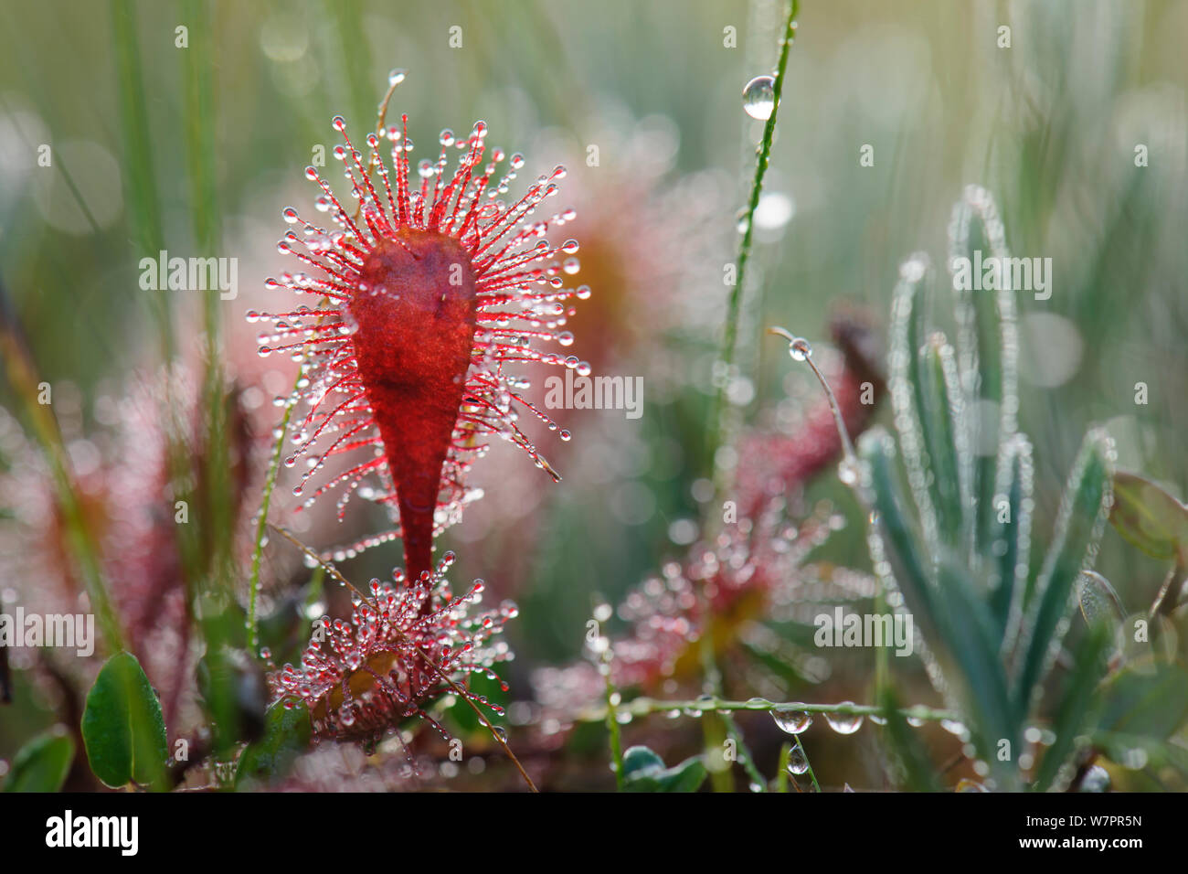 Great Sundew (Drosera anglica). Estonia, August Stock Photo - Alamy