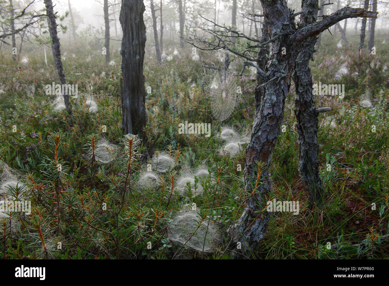 Pine trees growing in bog habitat with understorey vegetation covered ...
