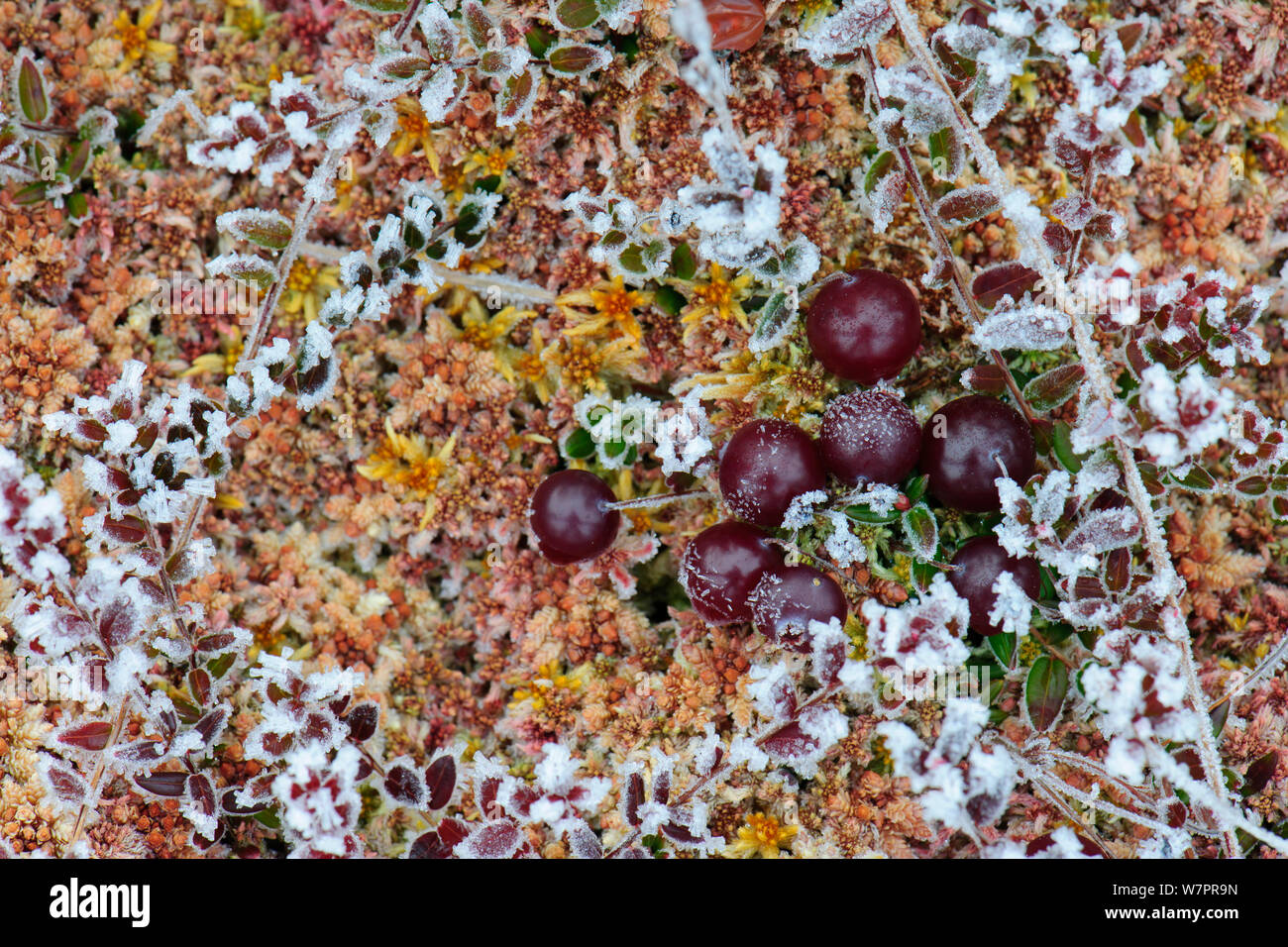 Frozen cranberries (Oxycoccus palustris / Vaccinium oxycoccos ...