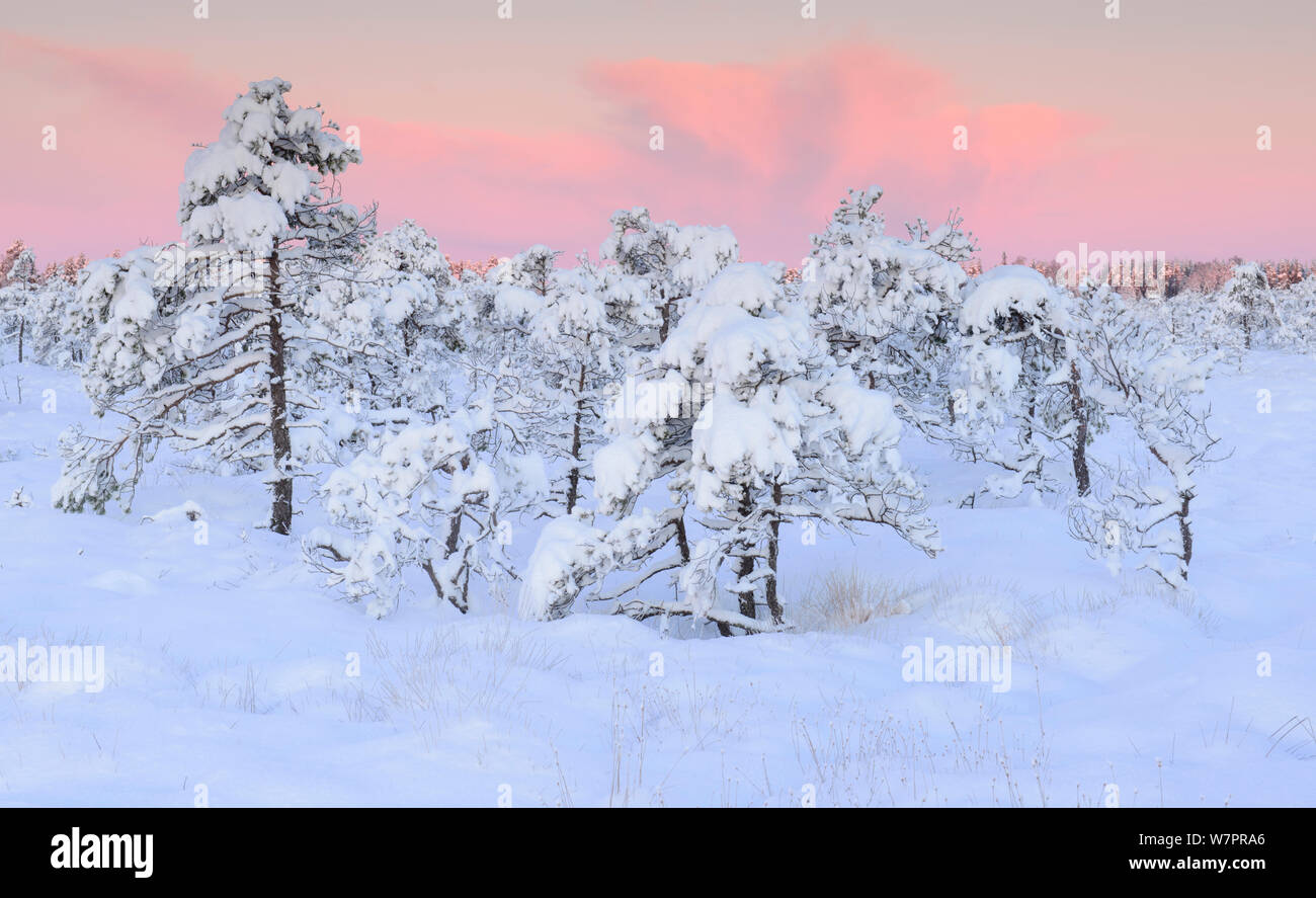 Sunrise over the trees hi-res stock photography and images - Alamy