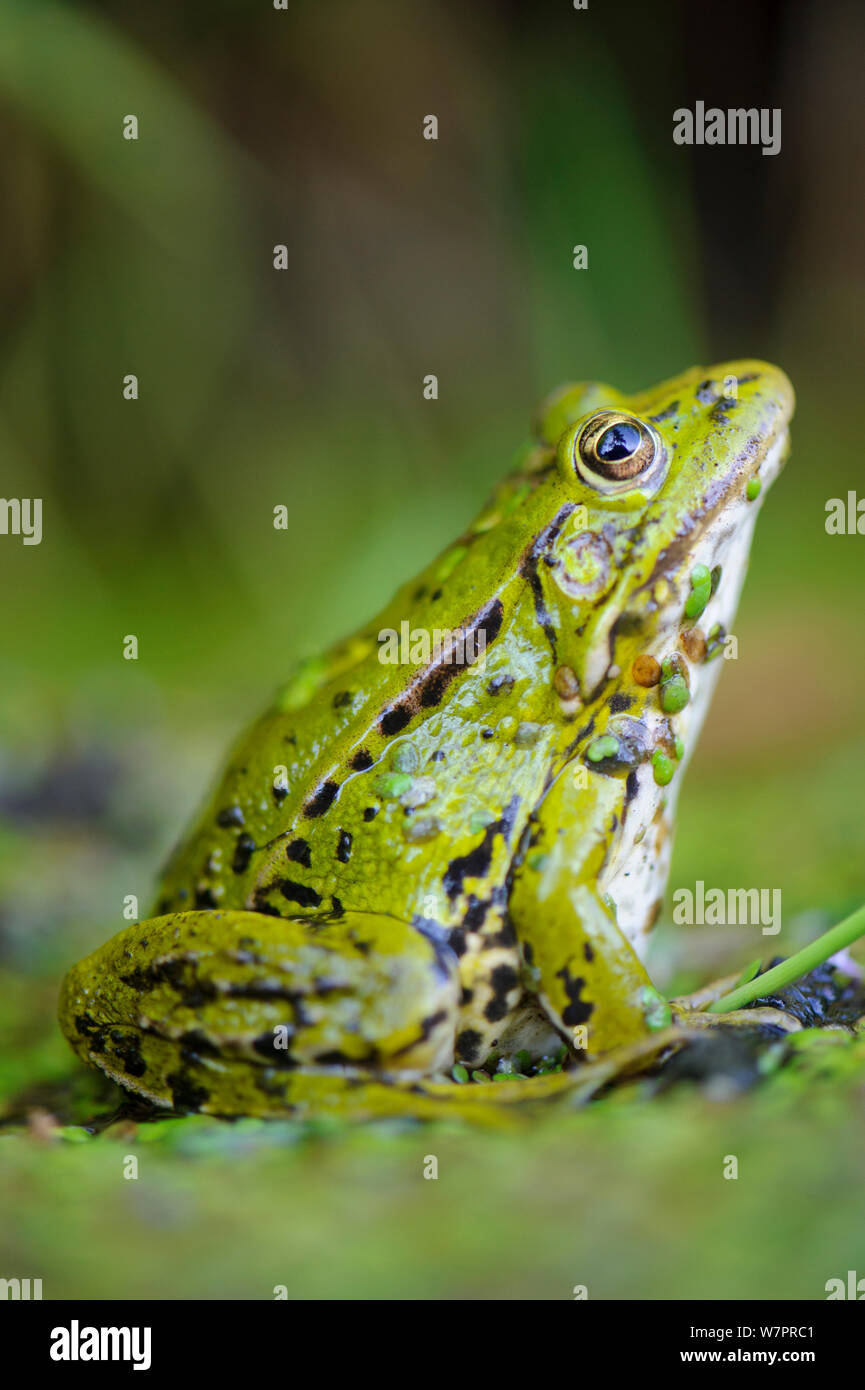 European Edible Frog (Rana esculenta) profile. Southern Estonia, August ...