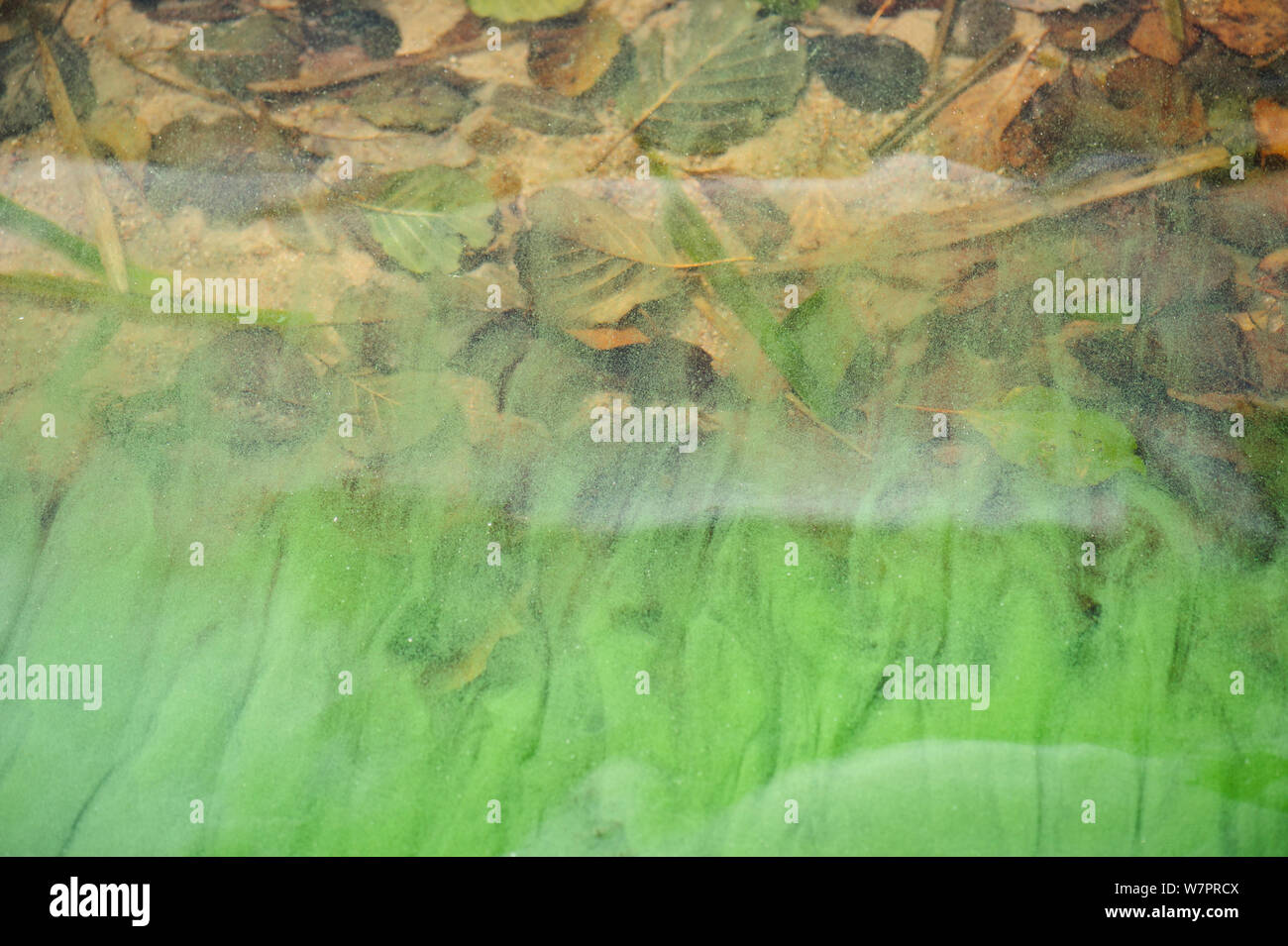 Green algae in a forest lake. Southern Estonia, October Stock Photo - Alamy
