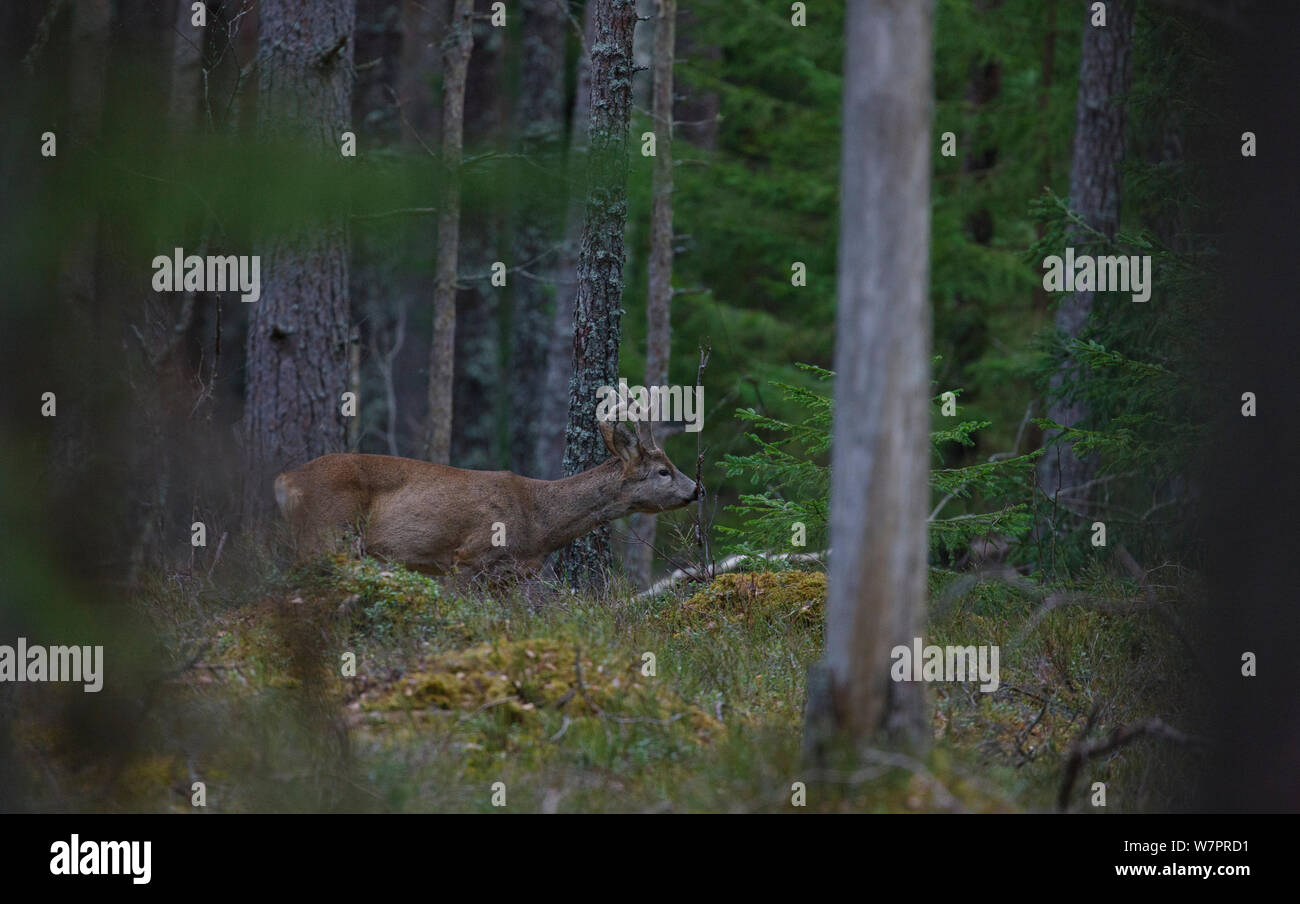 Roe Deer (Capreolus capreolus) buck in boreal forest. Southern Estonia ...