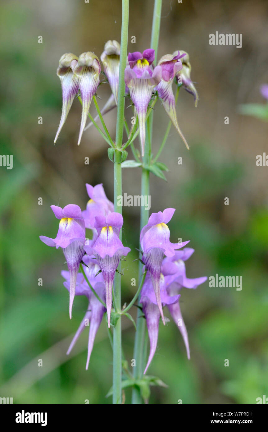 Three Birds Flying Toadflax (Linaria triornithophora) Picos de Europa ...