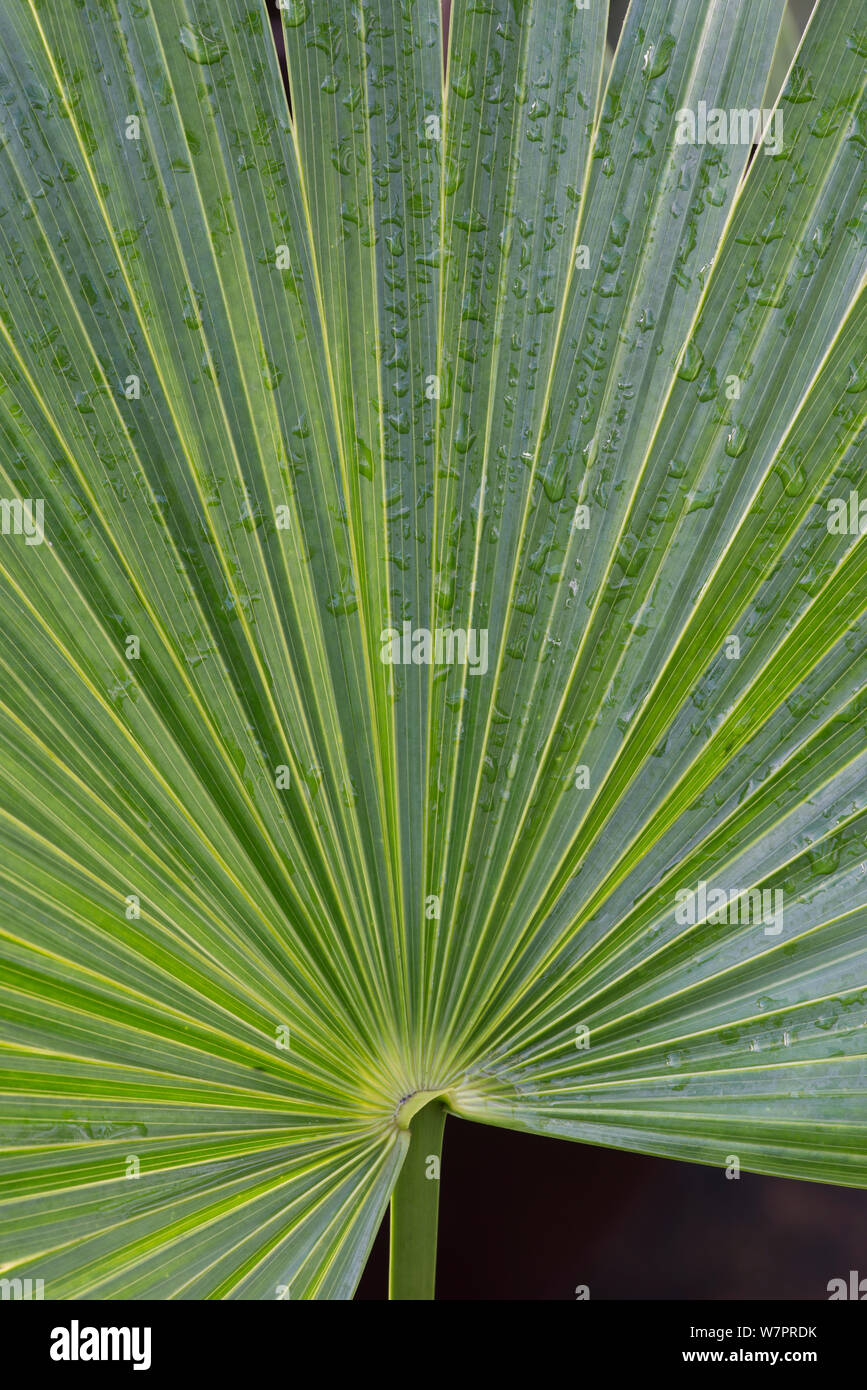 Florida Thatch Palm (Thrinax radiata) Botanic garden, Surrey, England ...