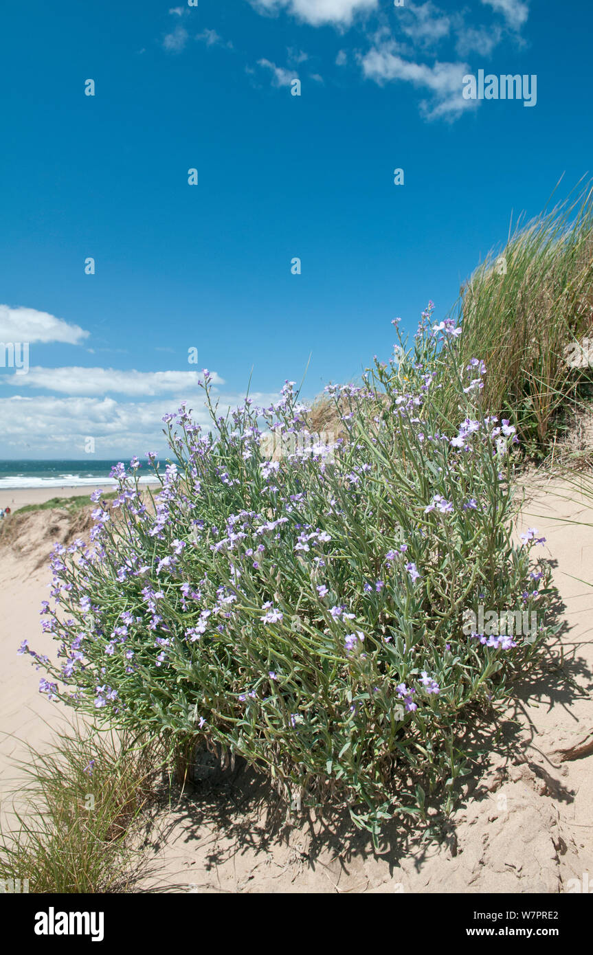 Sea Stock Matthiola Sinuata High Resolution Stock Photography and ...